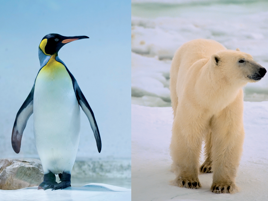 Animals in the Cold - ESERO | European Space Education Resource Office